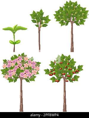 Stages of Cherry Tree Growth Vector illustration Stock Vector Image ...
