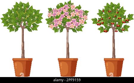 Stages of Cherry Tree Growth Vector illustration Stock Vector Image ...