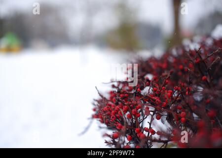 Patches of snow on a bush in winter Stock Photo - Alamy