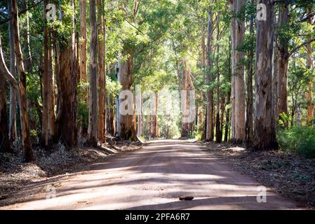 Old Vasse Road - Western Australia Stock Photo - Alamy