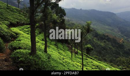 scenic landscape of nilgiri mountains foothills and green tea ...