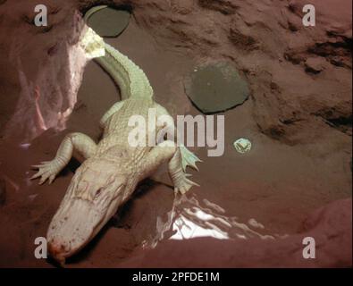 Alligator at the Philadelphia Zoo Stock Photo - Alamy