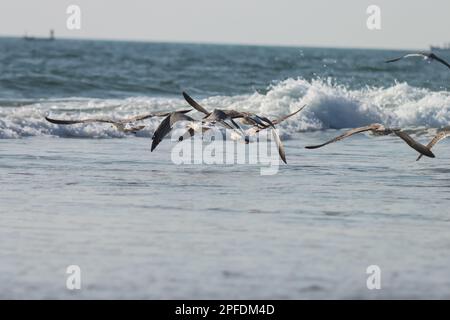 Flying flock of white seagulls with lake and mountains background, Lake ...