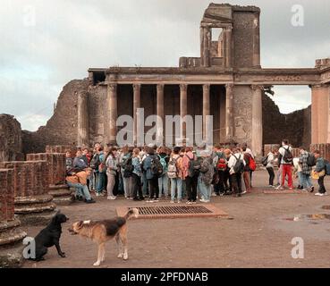 stray dogs naples Stock Photo - Alamy