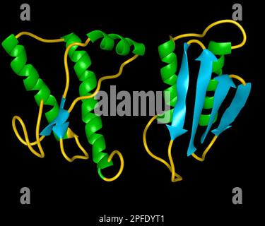 Human prion protein molecule. Computer model showing the secondary ...