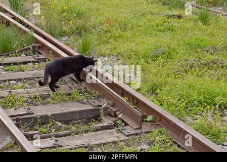 Stray cat wandering round the narrow gauge railway track at Agios ...