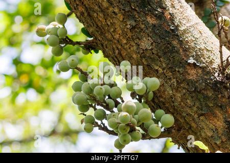 Sycamore fig tree Ficus sycomorus Singita Sabi Sand Game Reserve ...