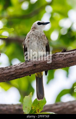 Yellow-vented bulbul, Pycnonotus goiavier, single bird on branch ...