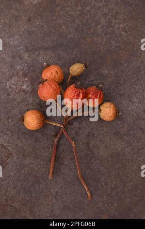 Group of seven shrivelled orange rosehips and stems of Dor rose or Rosa ...