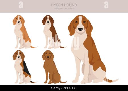 Hygen hound clipart. Different poses, coat colors set. Vector ...