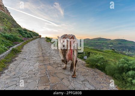 Cow that has recently calved with visible umbilical cord, Sicily Stock ...