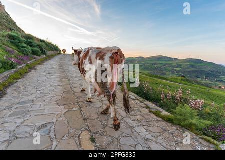 Cow that has recently calved with visible umbilical cord, Sicily Stock ...