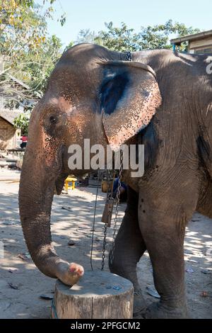 Myanmar, Surrounding of Tangoo, Elephant Stock Photo - Alamy