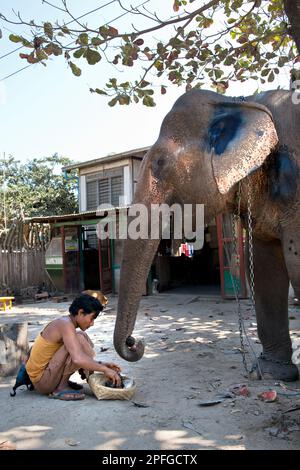Myanmar, Surrounding of Tangoo, Elephant Stock Photo - Alamy