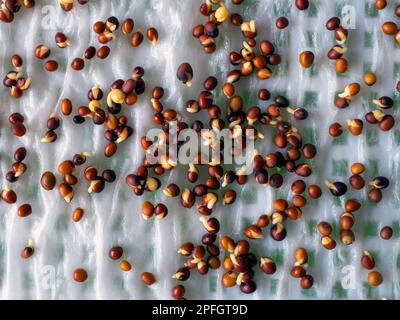 Closeup of white mustard seeds sprouting on a sheet of wet kitchen ...