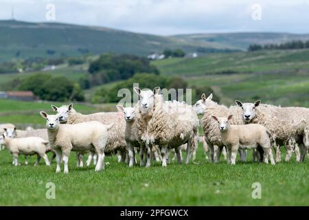 Flock of Cheviot mule ewes with texel sired lambs at foot, Alson ...