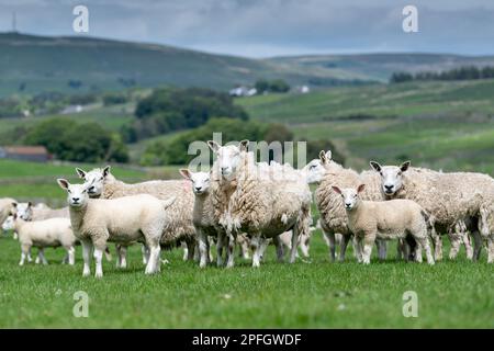 Flock of Cheviot mule ewes with texel sired lambs at foot, Alson ...