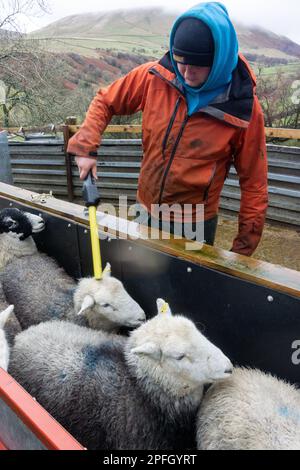 Shepherd reading the Electronic Identification tags in a flock of ewes ...