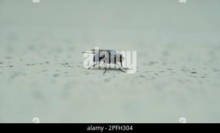 fly on gray tiles and black dot side view Stock Photo - Alamy