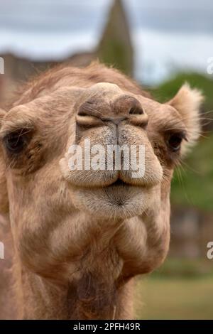 Detail of the head of a dromedary. Cloudy sky, texture, hairs, eye ...