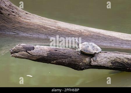 The Assam roofed turtle (Pangshura sylhetensis) also known as Sylhet ...