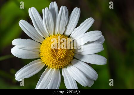 Blooming chamomile. Oxeye daisy, Leucanthemum vulgare, common, dog or ...