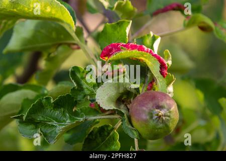 A branch of an apple tree with an infested leaf by insect pests aphids ...