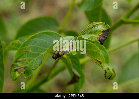 WALNUT LEAF BLOTCH (Gnomonia leptostyla) ON DEVELOPING WALNUTS Stock ...