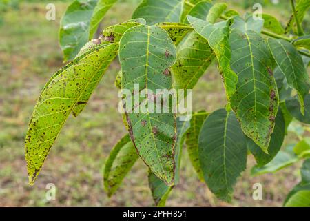 WALNUT LEAF BLOTCH (Gnomonia leptostyla) ON DEVELOPING WALNUTS Stock ...