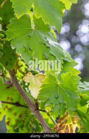 Grapevine leaves with Erinosis, a disease of the mite Colomerus vitis ...