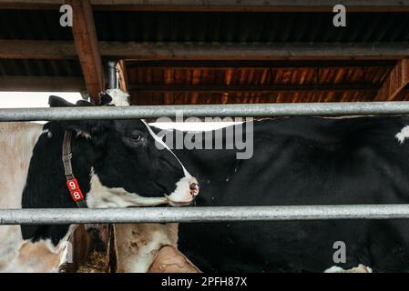 Calf cow in cage, caring on bio farm farming, feed hay grass silage pets, dairy cattle breeds ...