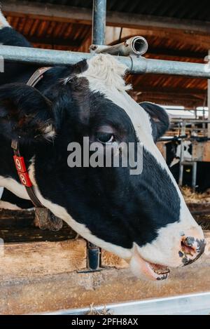 Calf cow in cage, caring on bio farm farming, feed hay grass silage pets, dairy cattle breeds ...