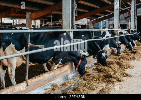 Calf cow in cage, caring on bio farm farming, feed hay grass silage pets, dairy cattle breeds ...