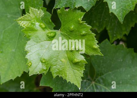 Grapevine leaves with Erinosis, a disease of the mite Colomerus vitis Stock Photo - Alamy