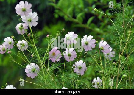 Decorative Cosmos flowers bloom in nature in the flower garden Stock ...
