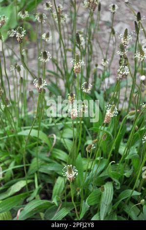 Plantago lanceolata, the lanceolate plantain is a perennial herbaceous ...