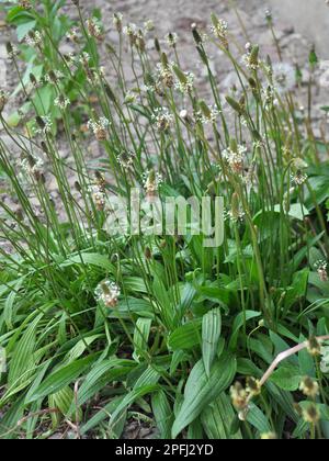 In the wild grows plantain lanceolata, plantago lanceolata Stock Photo ...