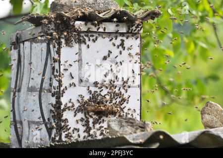 A swarm of bees flies into a specially installed swarm trap, which is ...