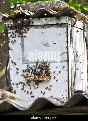 A swarm of bees flies into a specially installed swarm trap, which is ...