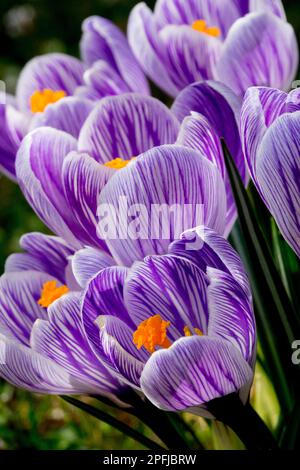 A closeup shot of the purple Crocus flowers blooming in the field Stock ...