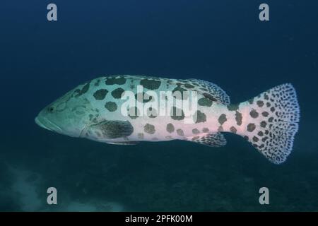 Potato grouper (Epinephelus tukula), Sodwana Bay National Park dive ...