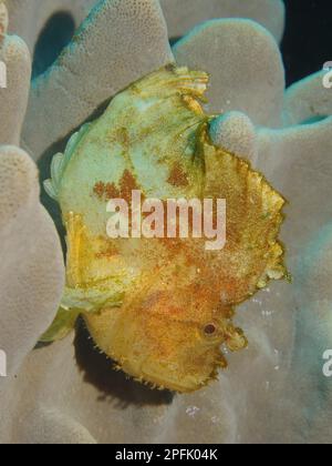 Yellow leaf scorpionfish (Taenianotus triacanthus) on soft coral ...
