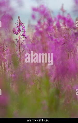 Chamerion angustifolium, Chamerion angustifolium angustifolium ...