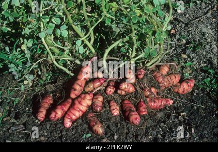 Oca (Oxalis tuberosa) crop, harvesting stem tubers, New Zealand, june ...