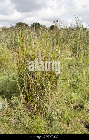 Rushes, rushes (Cladium mariscus), cutting reed, cutting rush, sedges ...