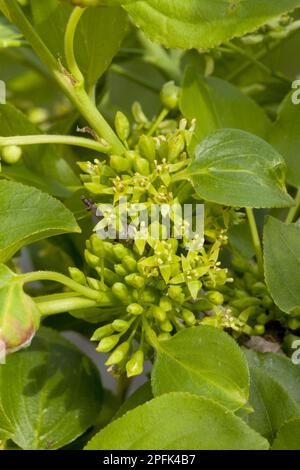 Purging buckthorn (Rhamnus catharticus) Close-up of flowers and leaves ...
