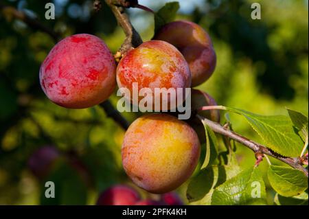 Plum (Prunus domestica) 'Reeves', close-up of fruit, growing in orchard ...