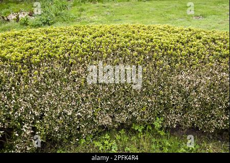 Buxus (box hedge) damaged by box blight (Cylindrocladium buxicola Stock ...