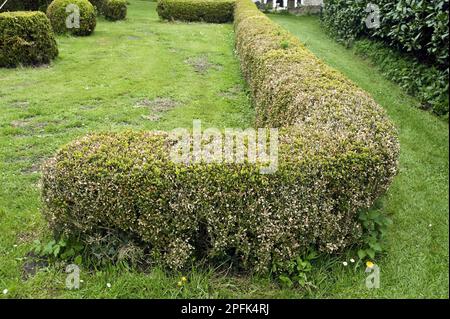 box blight buxus box hedge damage damaged evergreens shrubs hedges ...