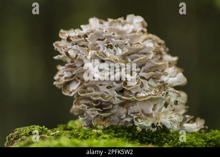 Maitake (Grifola frondosa), leaf spore, spatulate porling, maitake ...